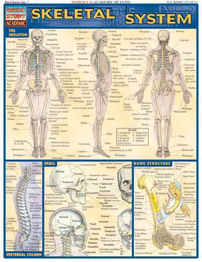 Skeletal System Study Guide AnswersSkeletal System Study Guide Answers 